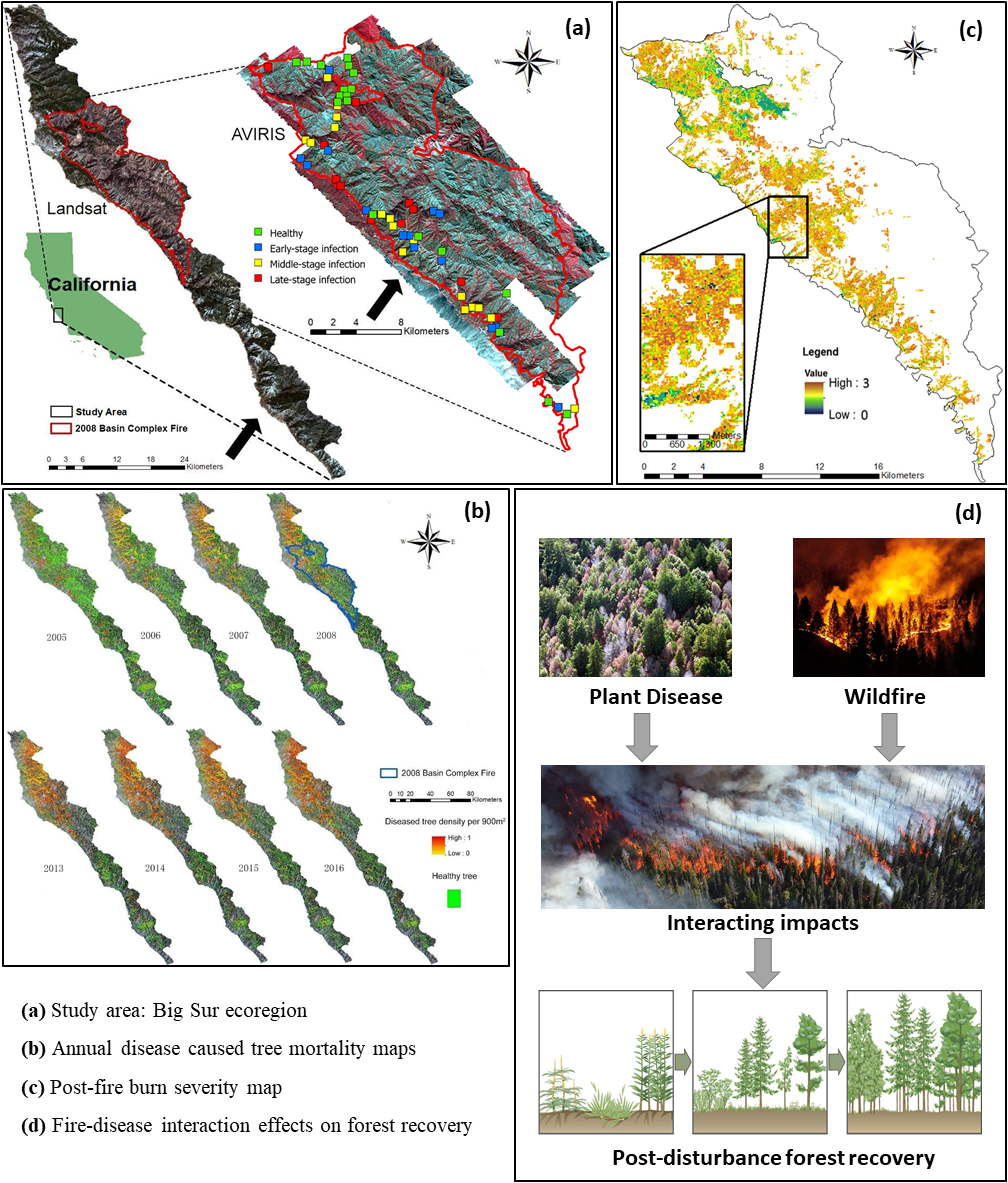 The Laboratory for Remote Sensing and Environmental Change (LRSEC) | Forest Interacting ...