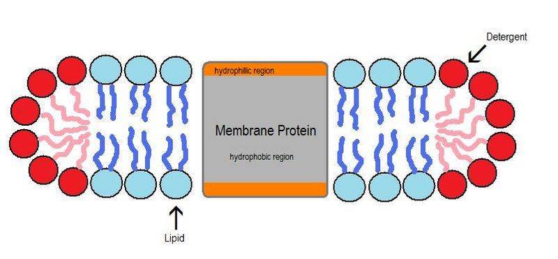 Dr. Joanna Krueger | Research