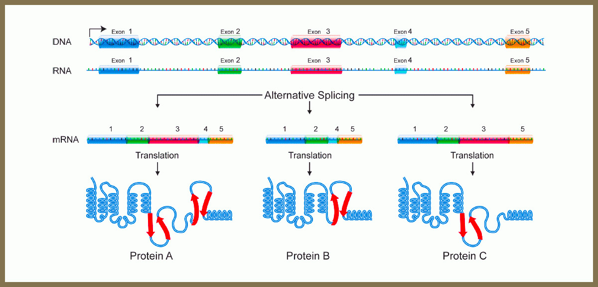 Chakrabarti Lab | Research